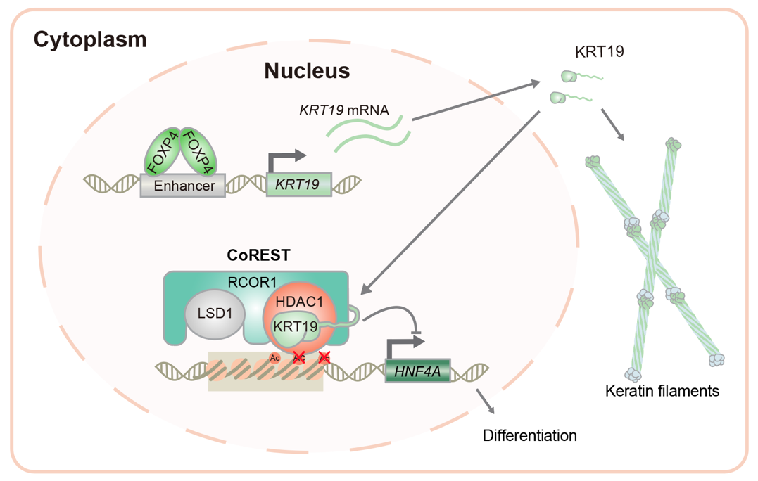 生研院赵斌实验室在Hepatology发文揭示细胞骨架蛋白进入细胞核内调控肿瘤表观遗传和肿瘤细胞分化